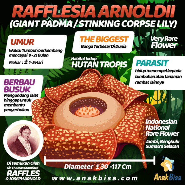 Rafflesia arnoldii, Bunga Terbesar di Dunia - AnakBisa