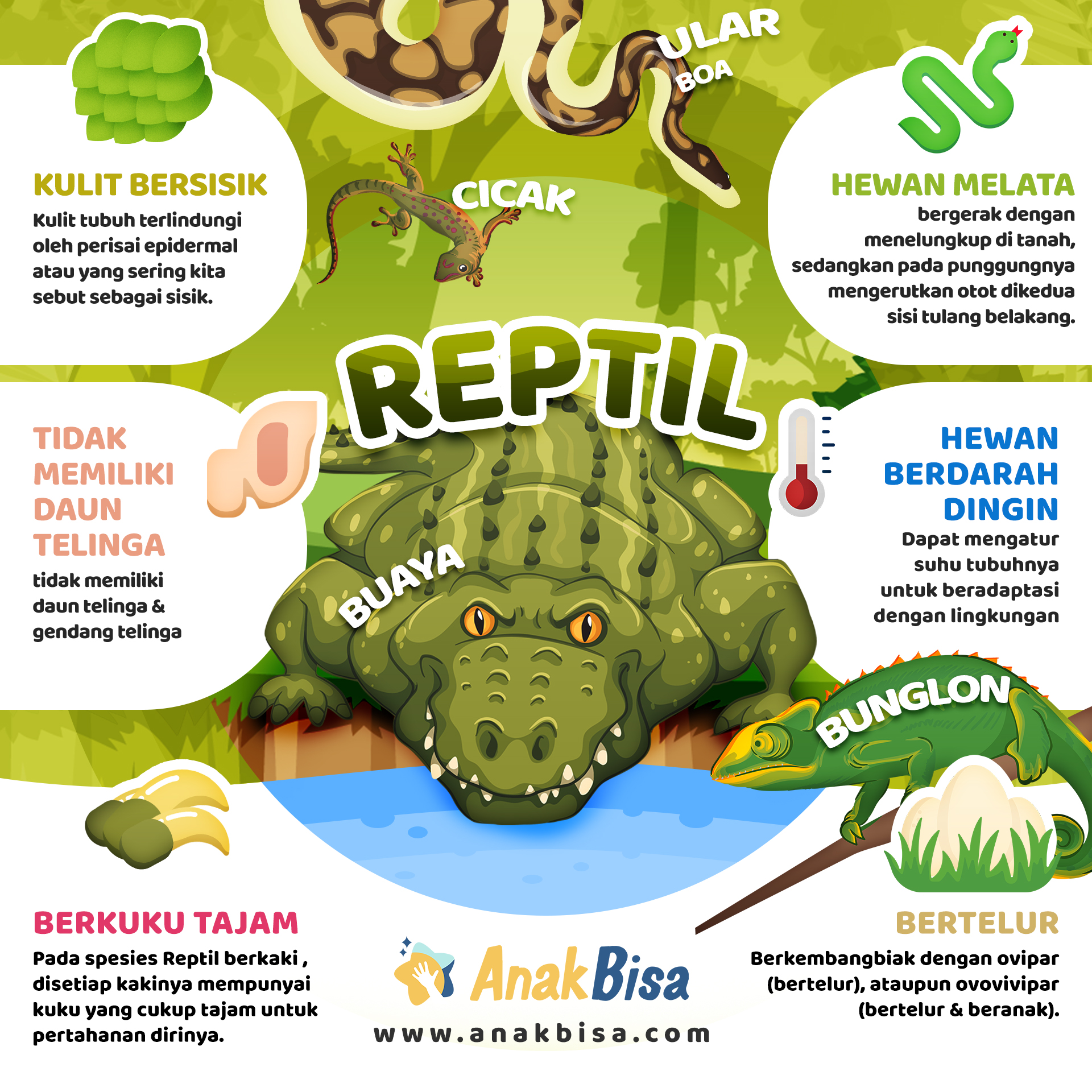 Mempelajari Ciri-Ciri Reptil - AnakBisa