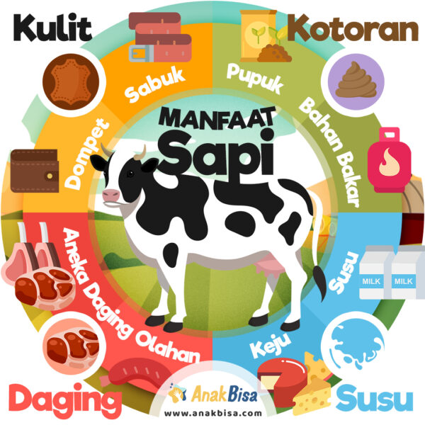 Mempelajari Manfaat Sapi Bagi Manusia - AnakBisa