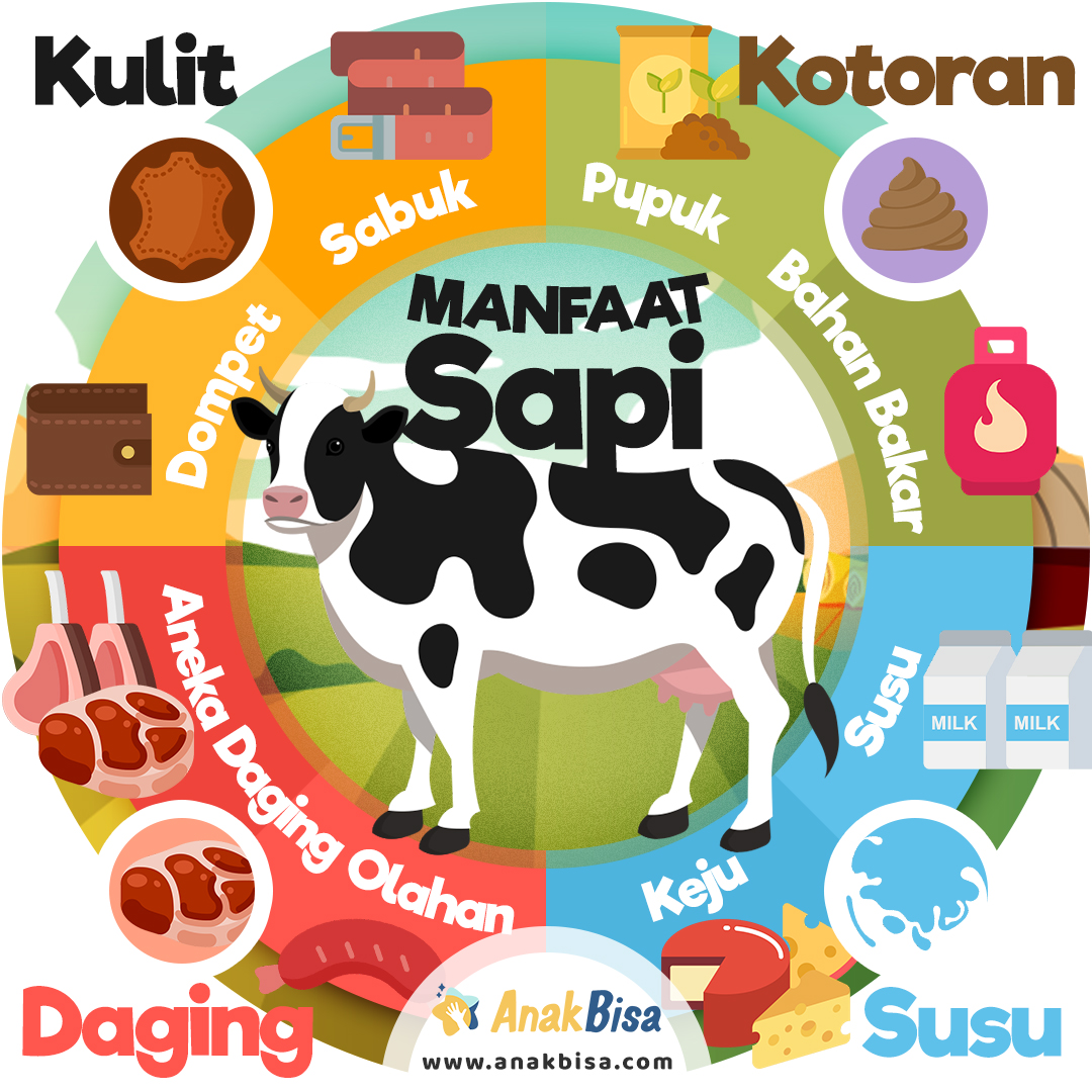 Mempelajari Manfaat Sapi Bagi Manusia - AnakBisa