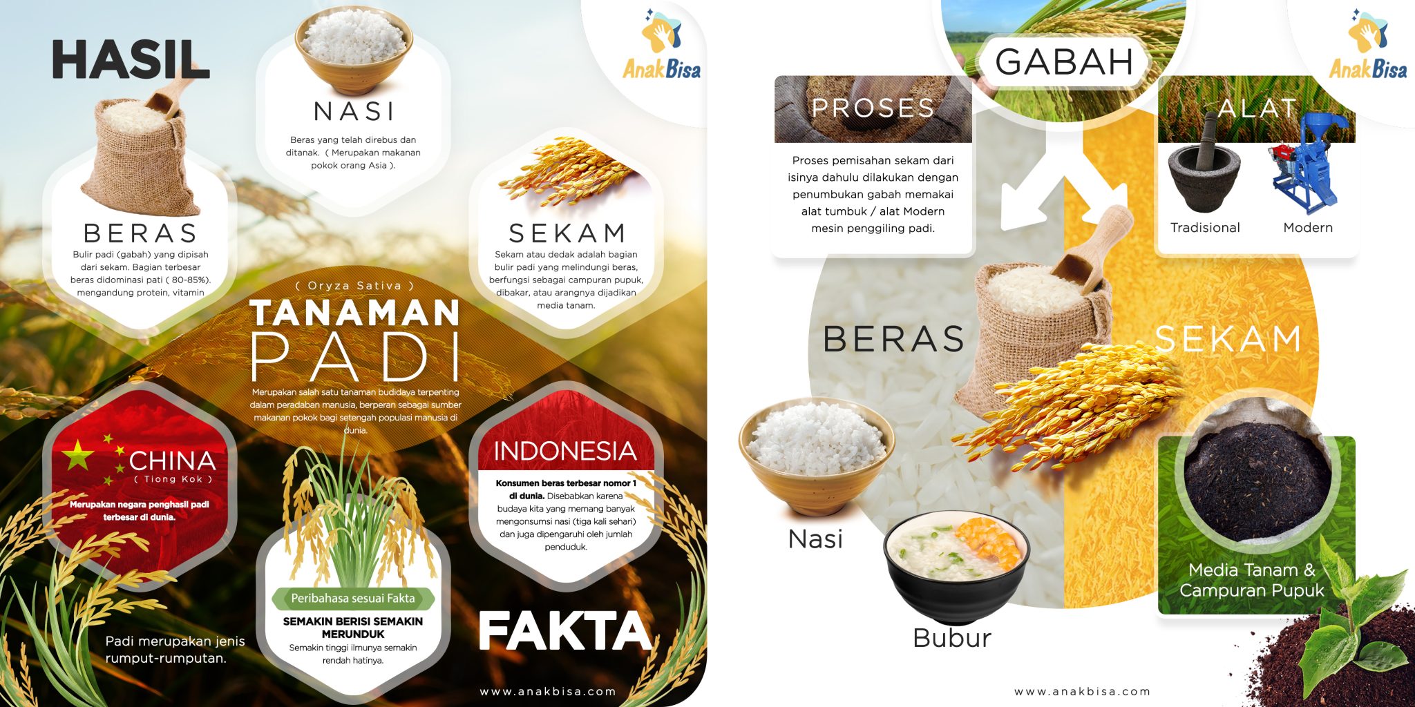 Tanaman Padi - AnakBisa