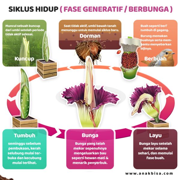Belajar Mengenal Siklus Hidup Kibut/Bunga Bangkai - AnakBisa