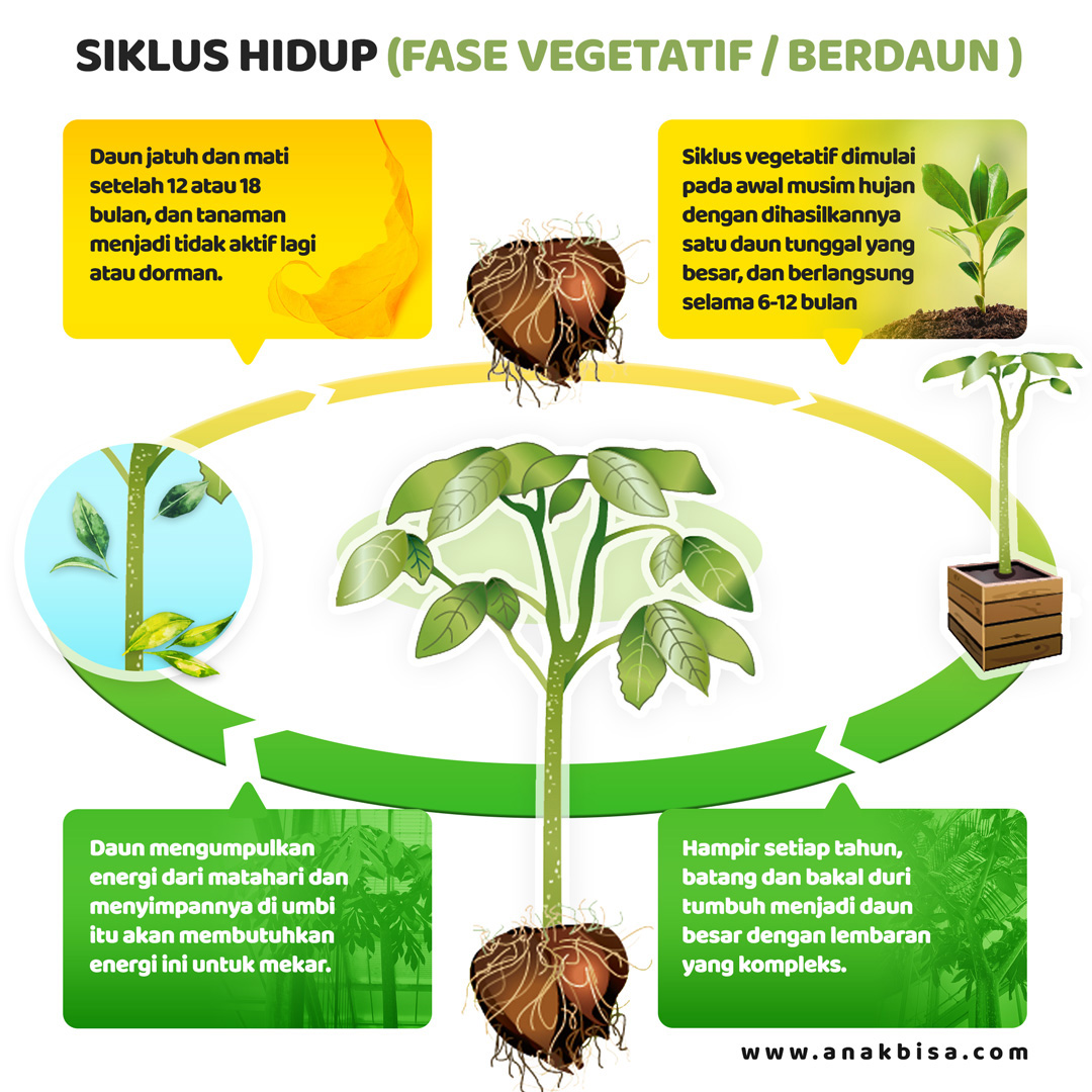Belajar Mengenal Siklus Hidup Kibut/Bunga Bangkai - AnakBisa