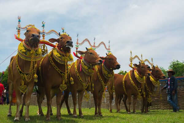 Karapan Sapi, Olahraga Tradisional Asal Madura - AnakBisa