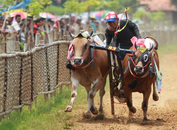 Karapan Sapi, Olahraga Tradisional Asal Madura - AnakBisa